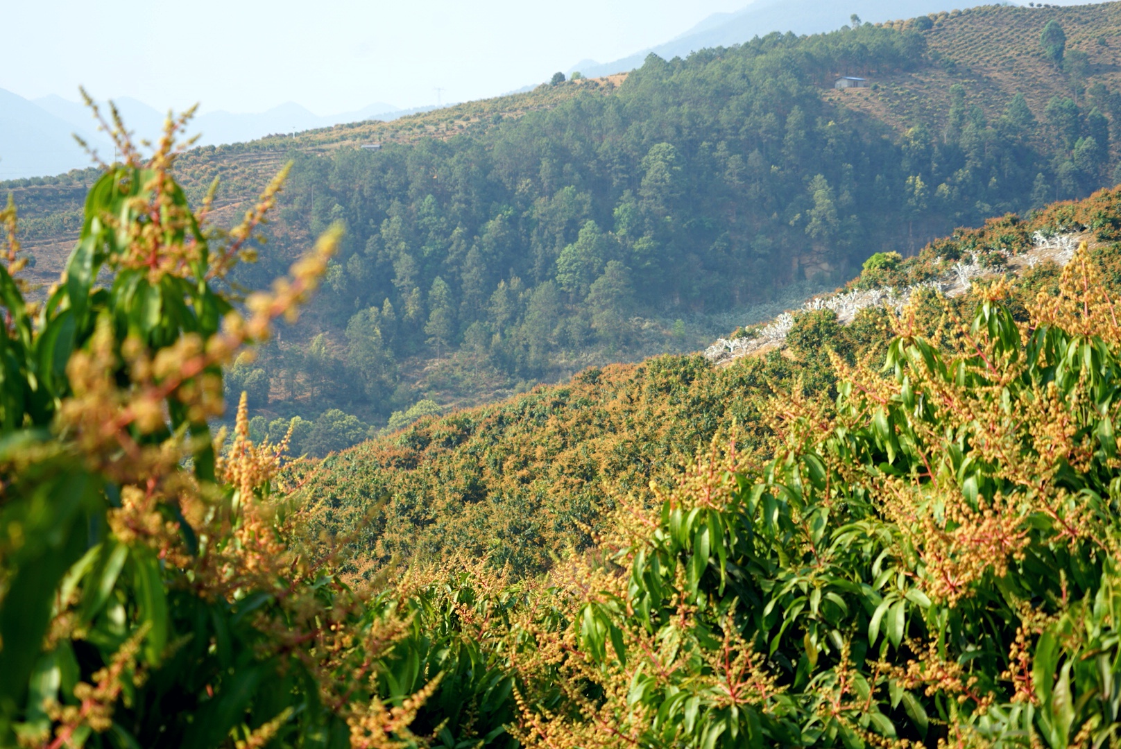 【迈好第一步 见到新气象】投资653.6万元！这个大数据平台将为丽江芒果产业的发展推波助澜…… - 丽江网